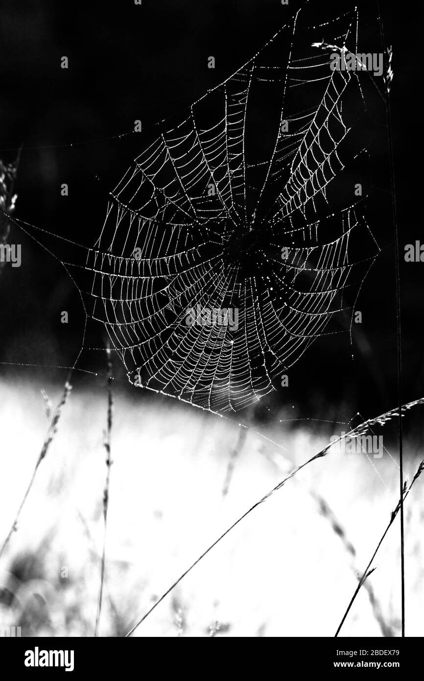 Spider sunshine web Black and White Stock Photos & Images - Alamy
