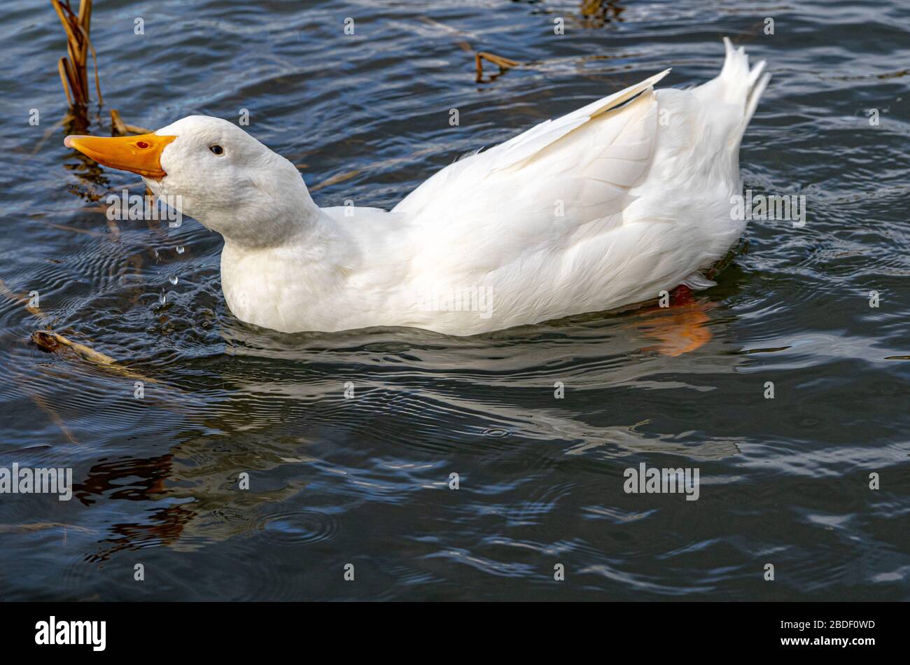 Large white heavy American Aylesbury peking pekin ducks water level ...