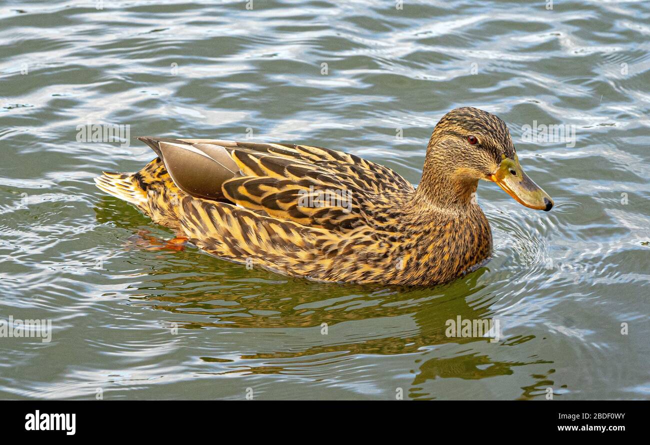 Close up water level view of male female mallard duck on lake Stock ...