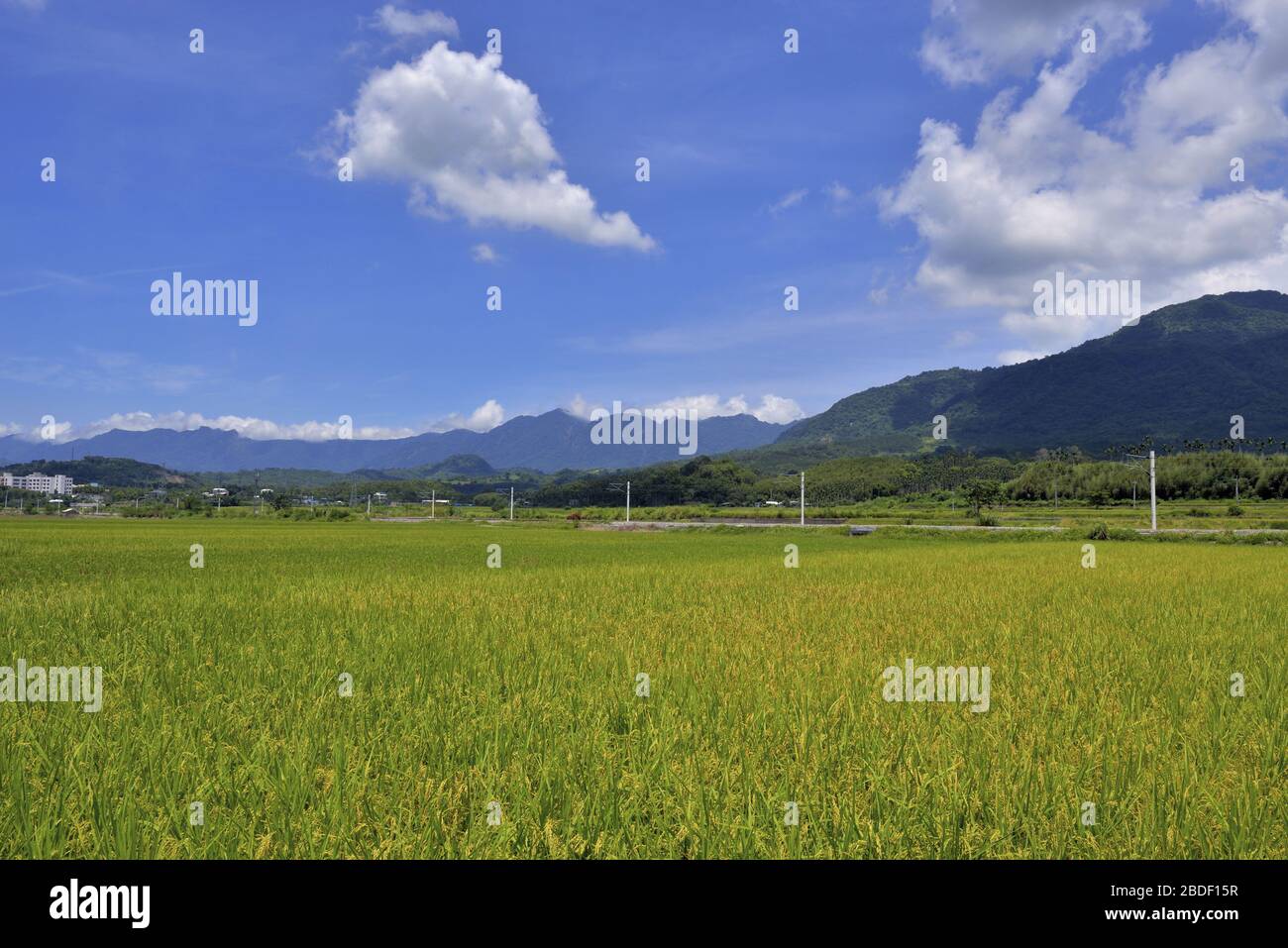rice field Taiwan Stock Photo - Alamy