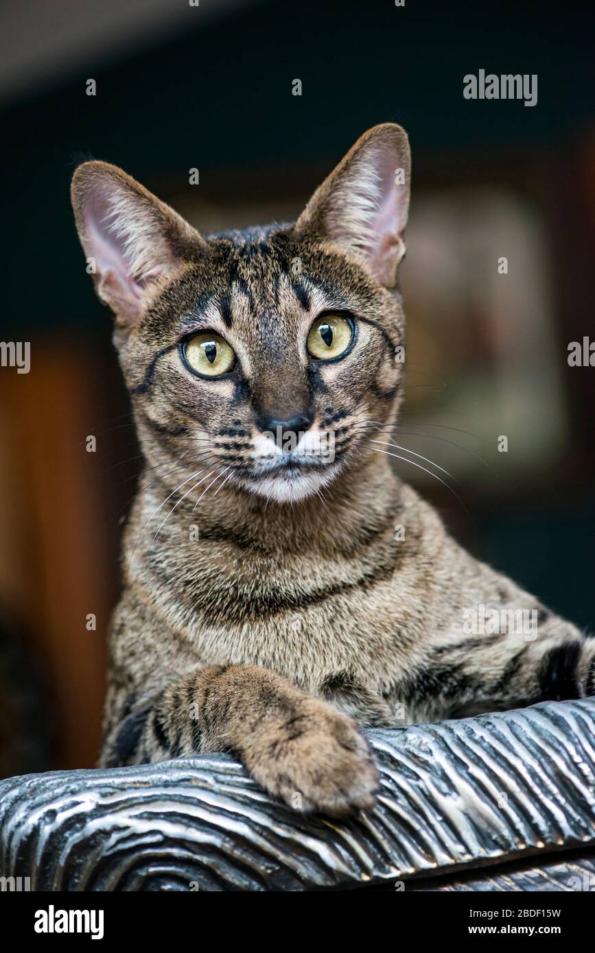 Black tabby smoke hi-res stock photography and images - Alamy