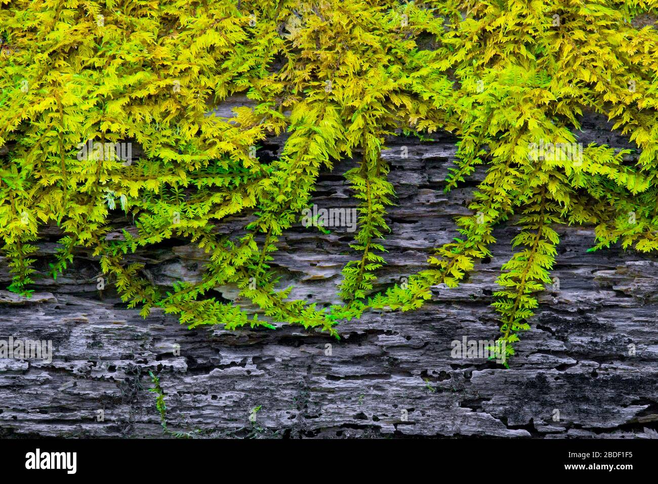 Moss plant hi-res stock photography and images - Alamy