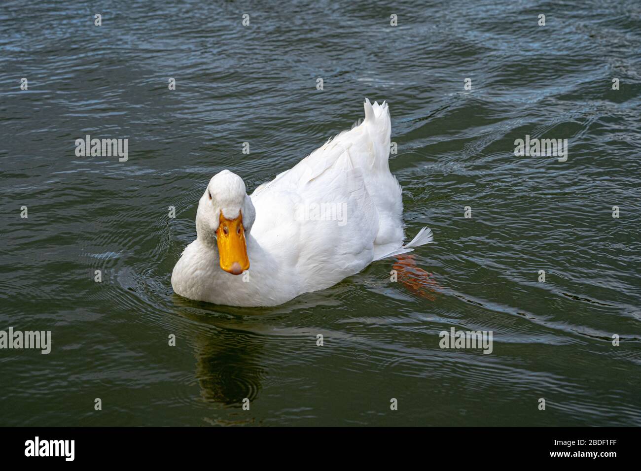 The aylesbury duck is a breed of domesticated duck hi-res stock ...
