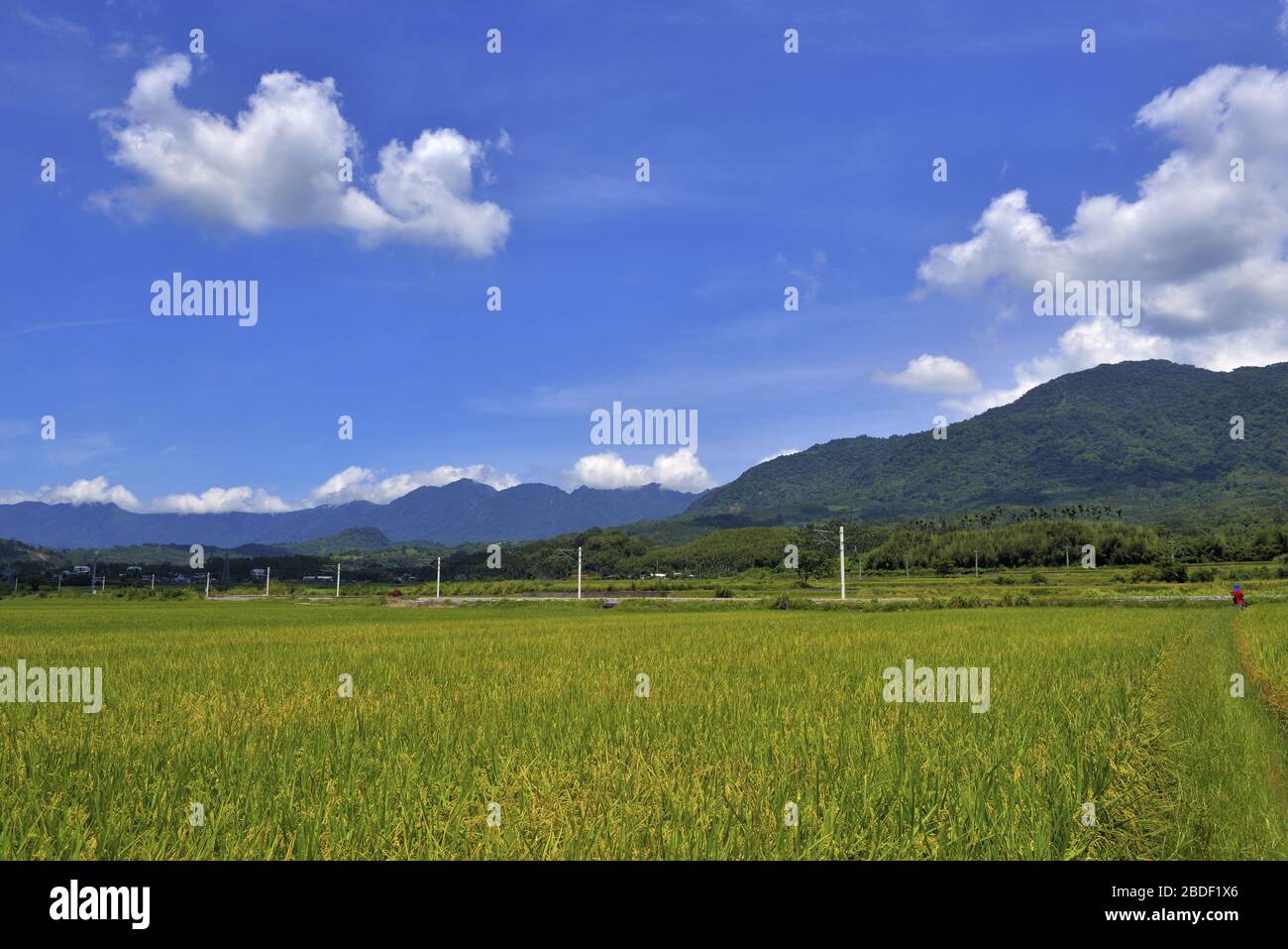 rice field Taiwan Stock Photo - Alamy