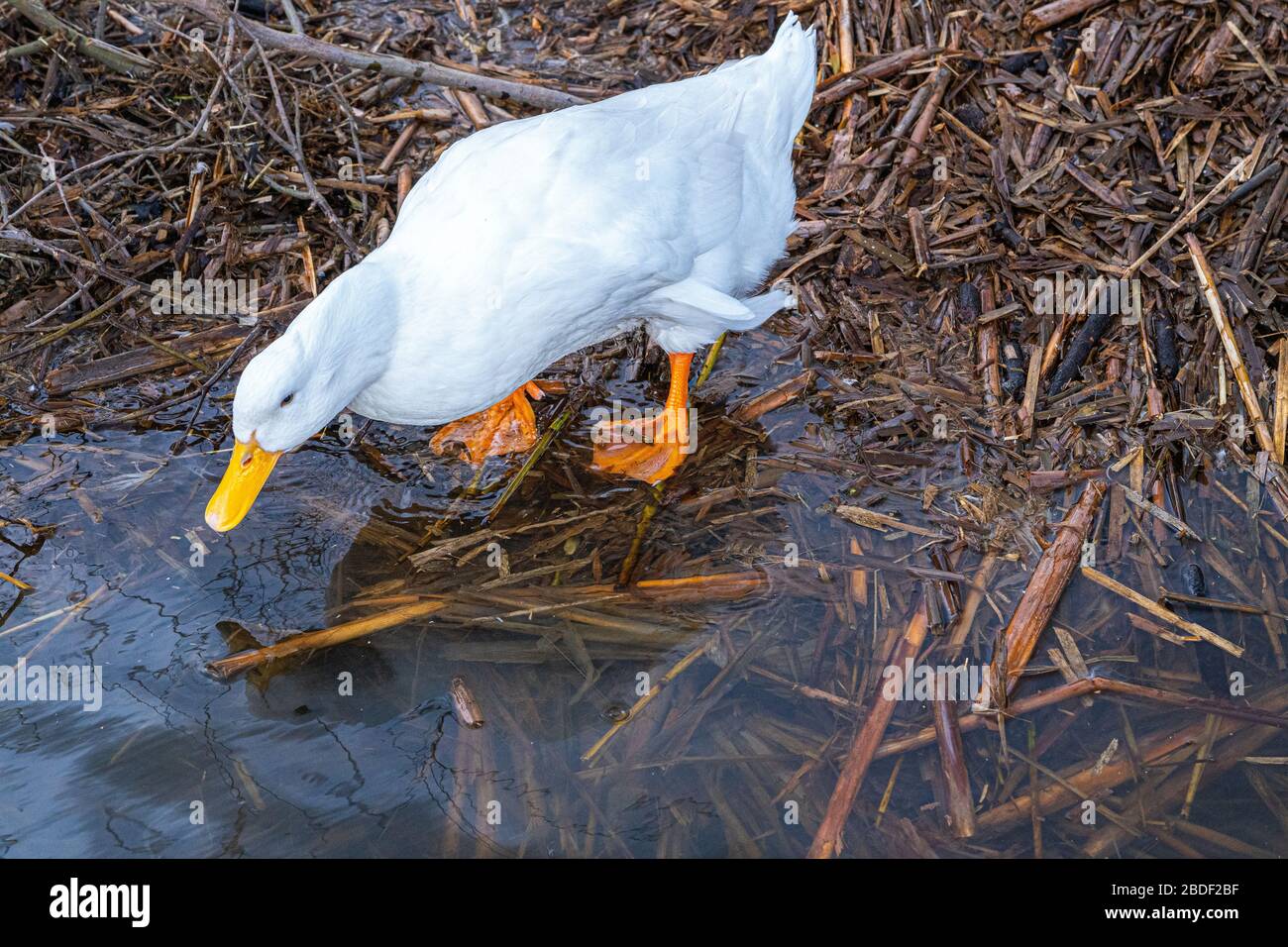 Large white heavy American Aylesbury peking pekin ducks water level ...