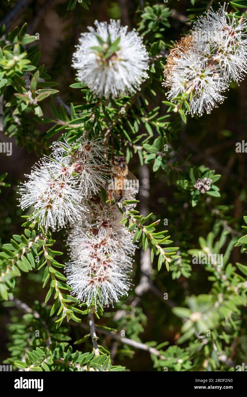 White bottle brush flower, callistemon salignus, in bloom with honey ...