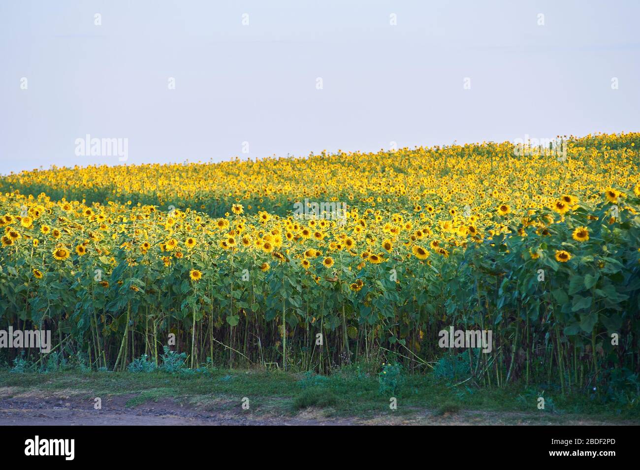 Sun flower fields next to the Arusha - Nairobi highway, Northern ...