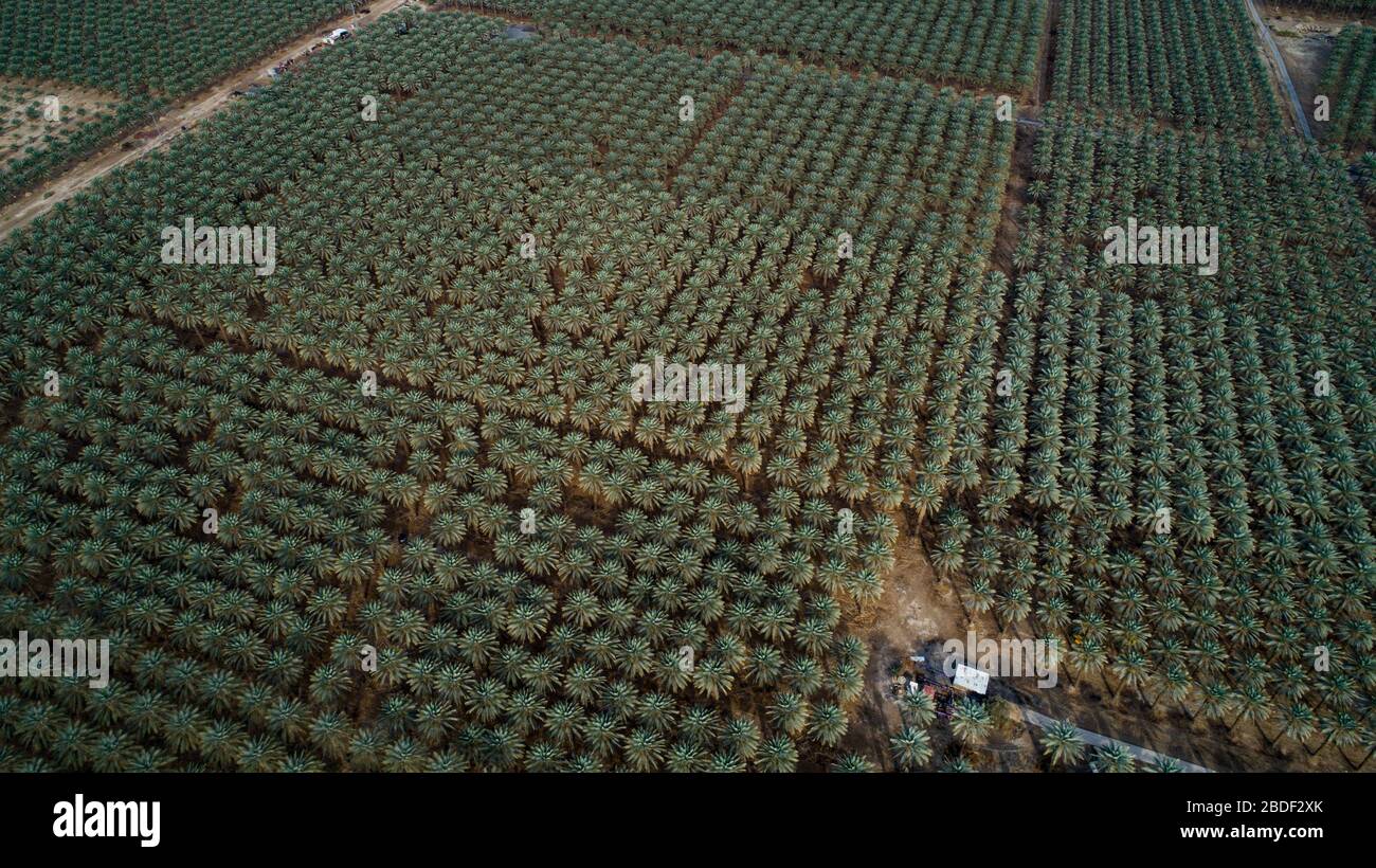 Date plantations in the Judaean Desert - Israel Stock Photo - Alamy