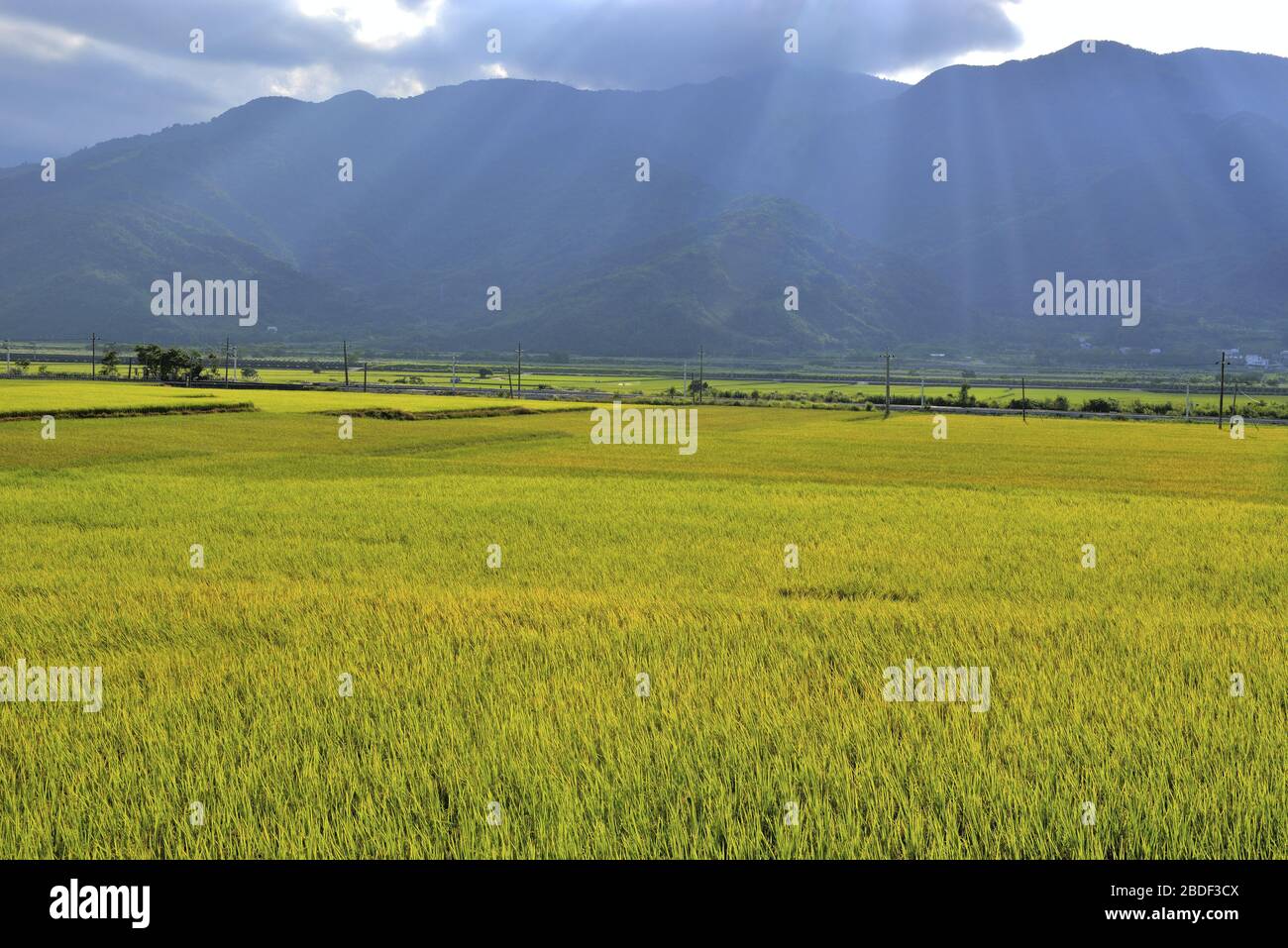 rice field Taiwan Stock Photo - Alamy