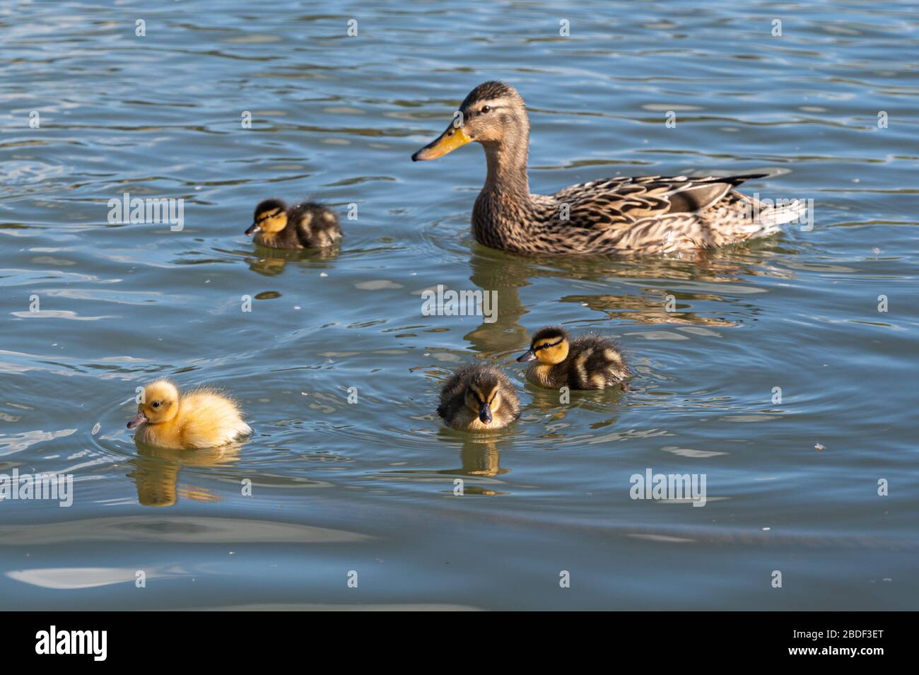 Family of young mallard ducklings with a single yellow duckling in ...