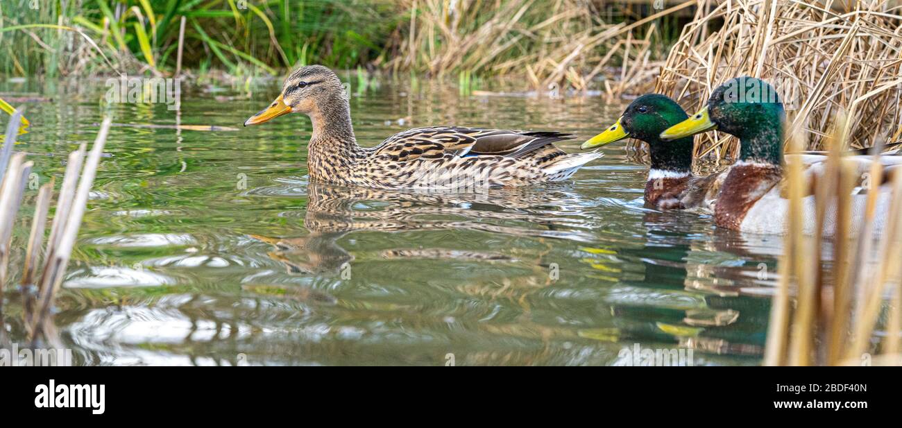 Close up water level view of male female mallard duck on lake Stock ...