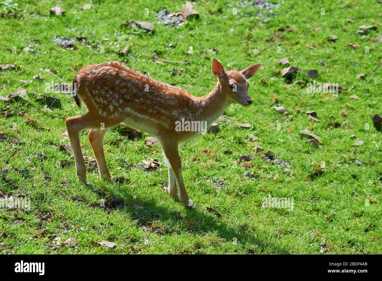 A Fallow deer calf grazing on a forest opening (captive Stock Photo - Alamy