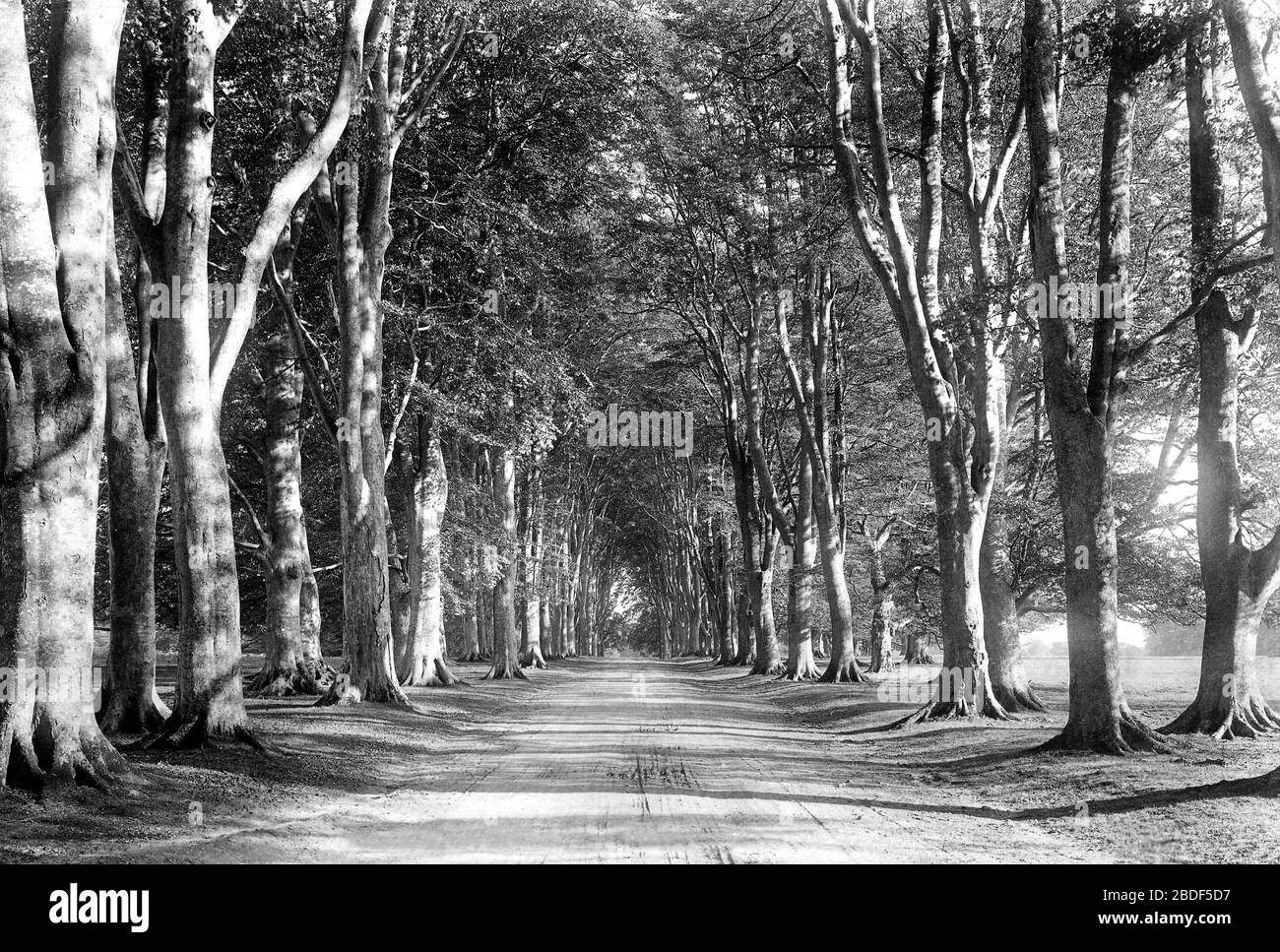 Savernake, Forest, Grand Avenue 1901 Stock Photo - Alamy