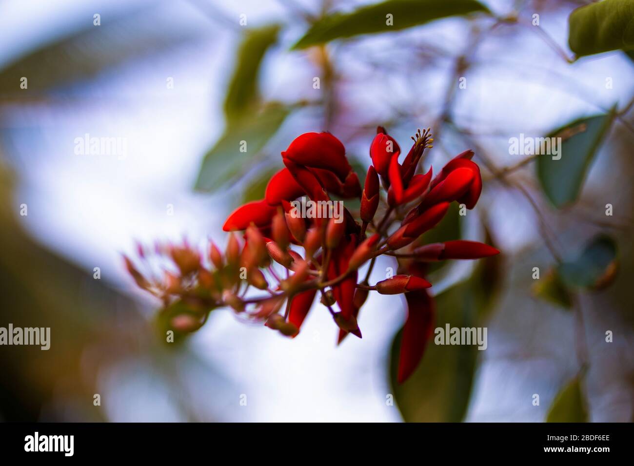 Tropical flowering plant Erythrina crist-galli: Common name Coral Tree ...
