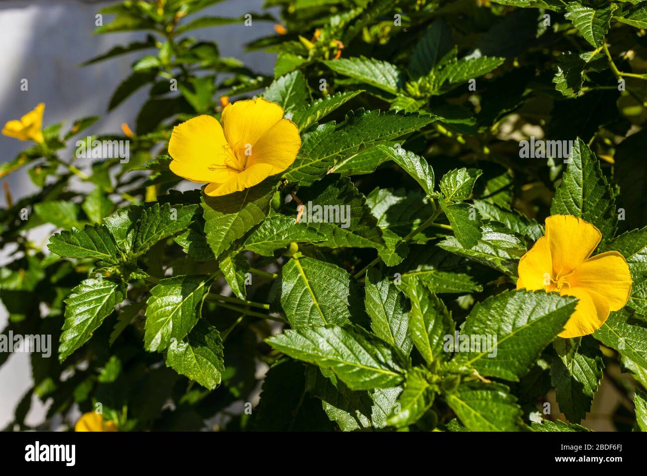 Yellow Hibiscus with green leaves Stock Photo - Alamy