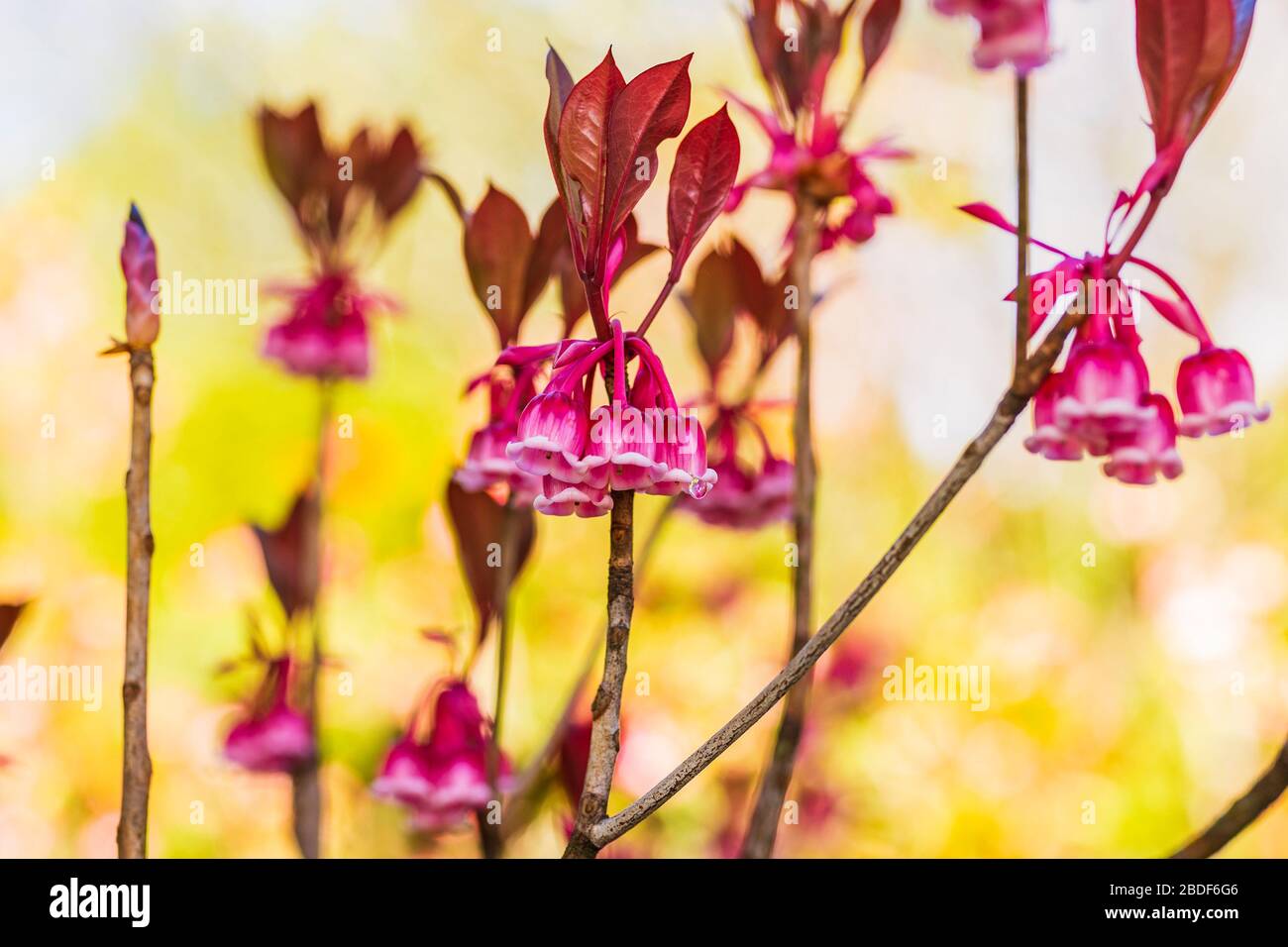 beautiful flowers of an asian tree Stock Photo - Alamy