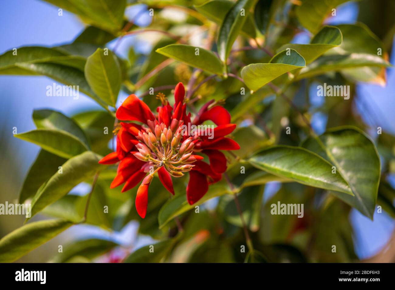 Common coral tree flower hi-res stock photography and images - Alamy