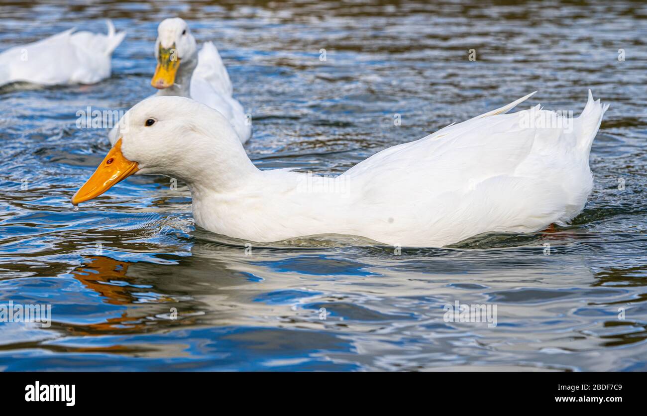 Large white heavy American Aylesbury peking pekin ducks water level ...