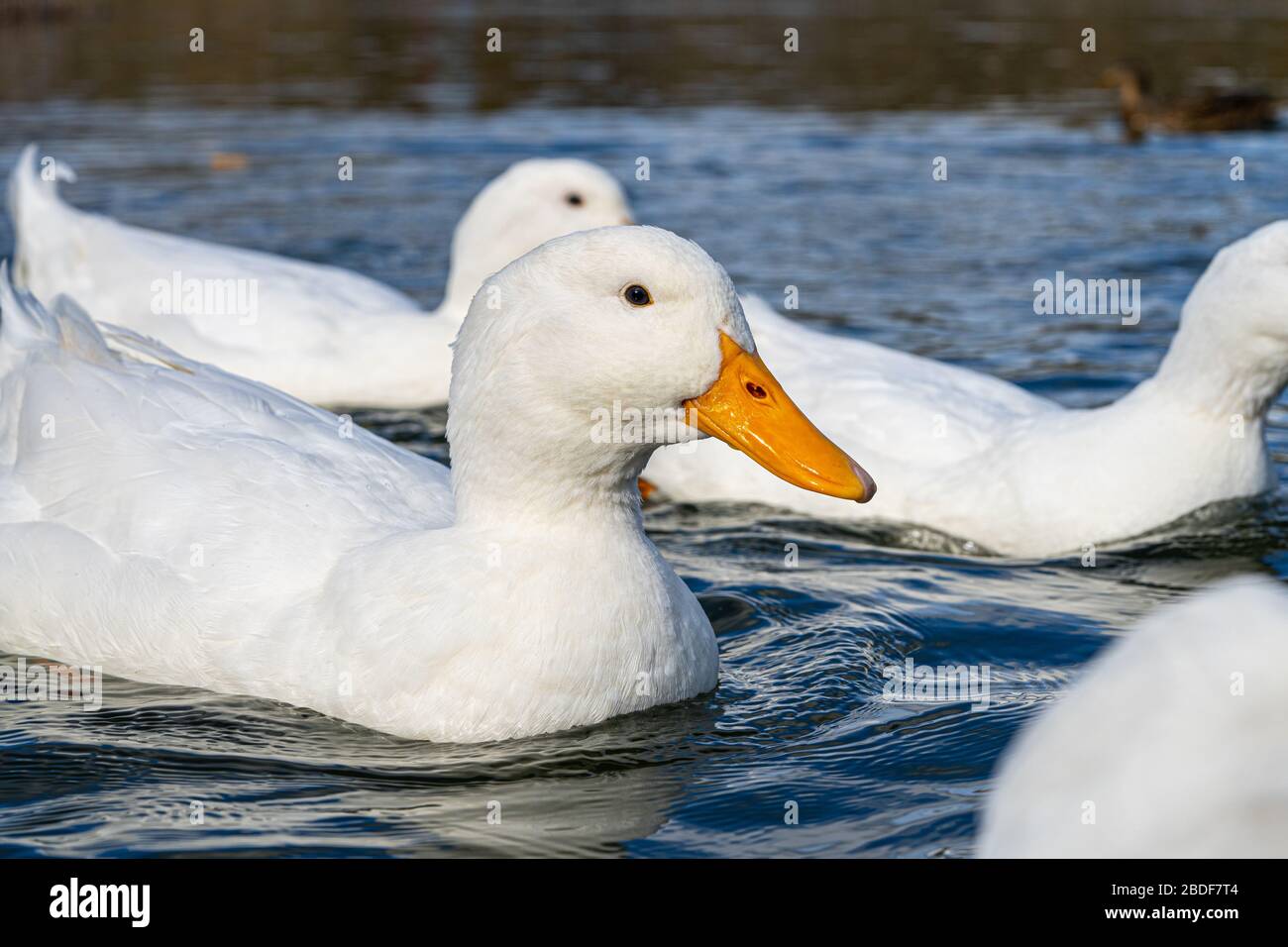 The aylesbury duck is a breed of domesticated duck hi-res stock ...