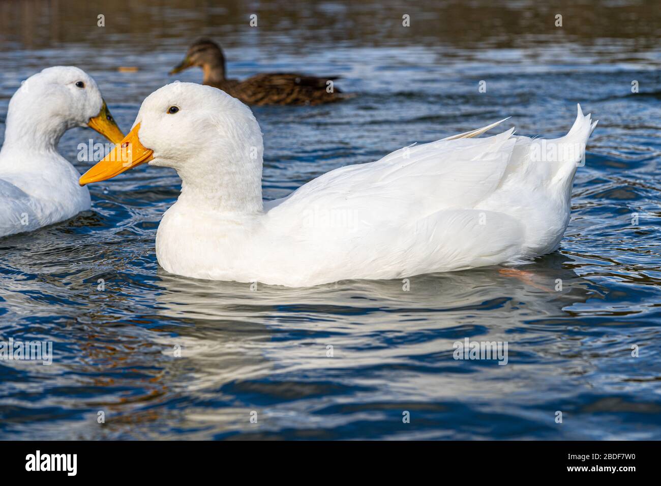 Large white heavy American Aylesbury peking pekin ducks water level ...