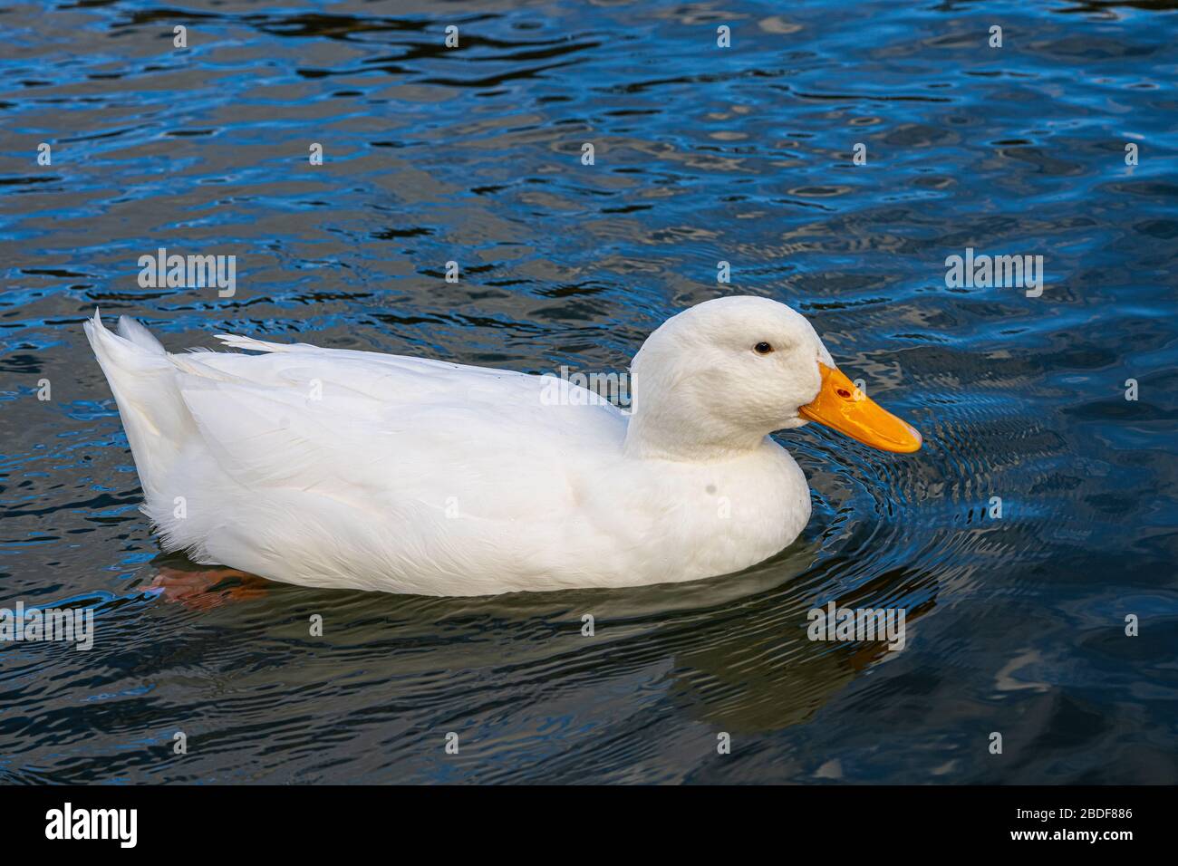 Large white heavy American Aylesbury peking pekin ducks water level ...