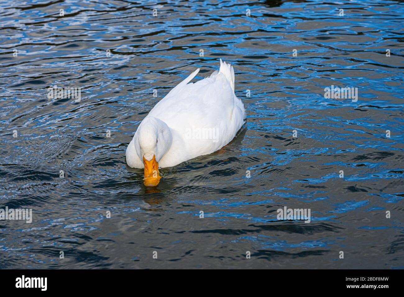 Large white heavy American Aylesbury peking pekin ducks water level ...
