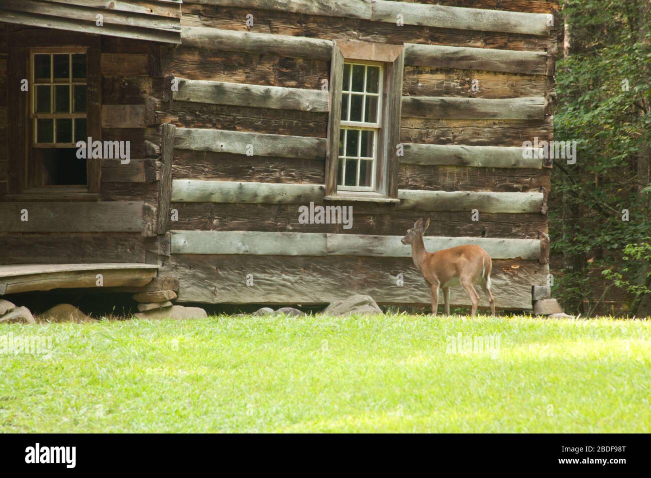 Deer standing beside a log cabin Stock Photo - Alamy