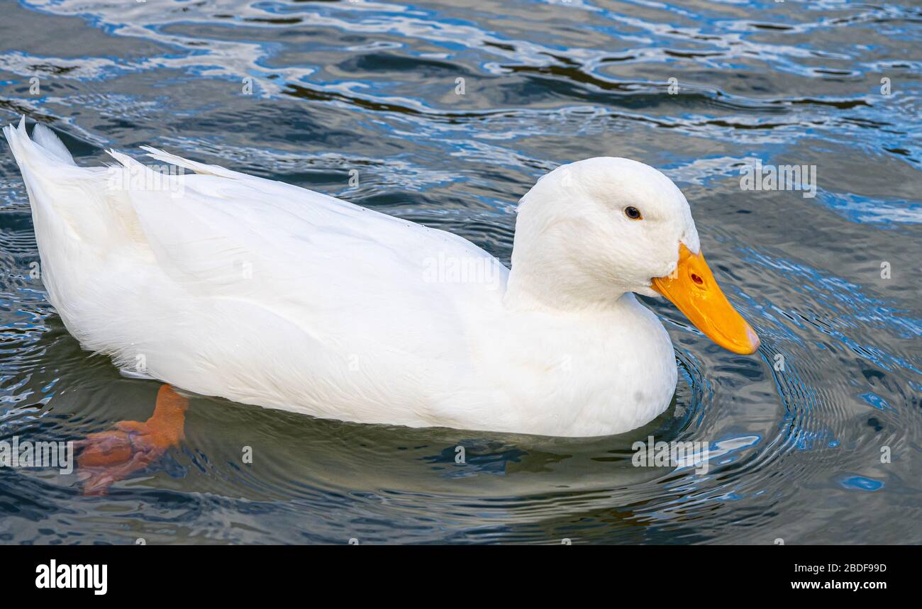 Large white heavy American Aylesbury peking pekin ducks water level ...