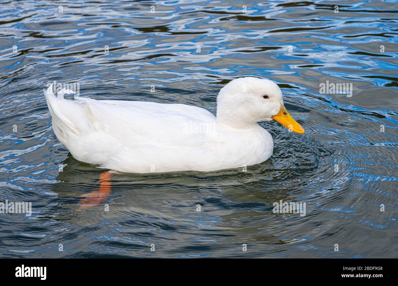 Pekin ducks hi-res stock photography and images - Alamy