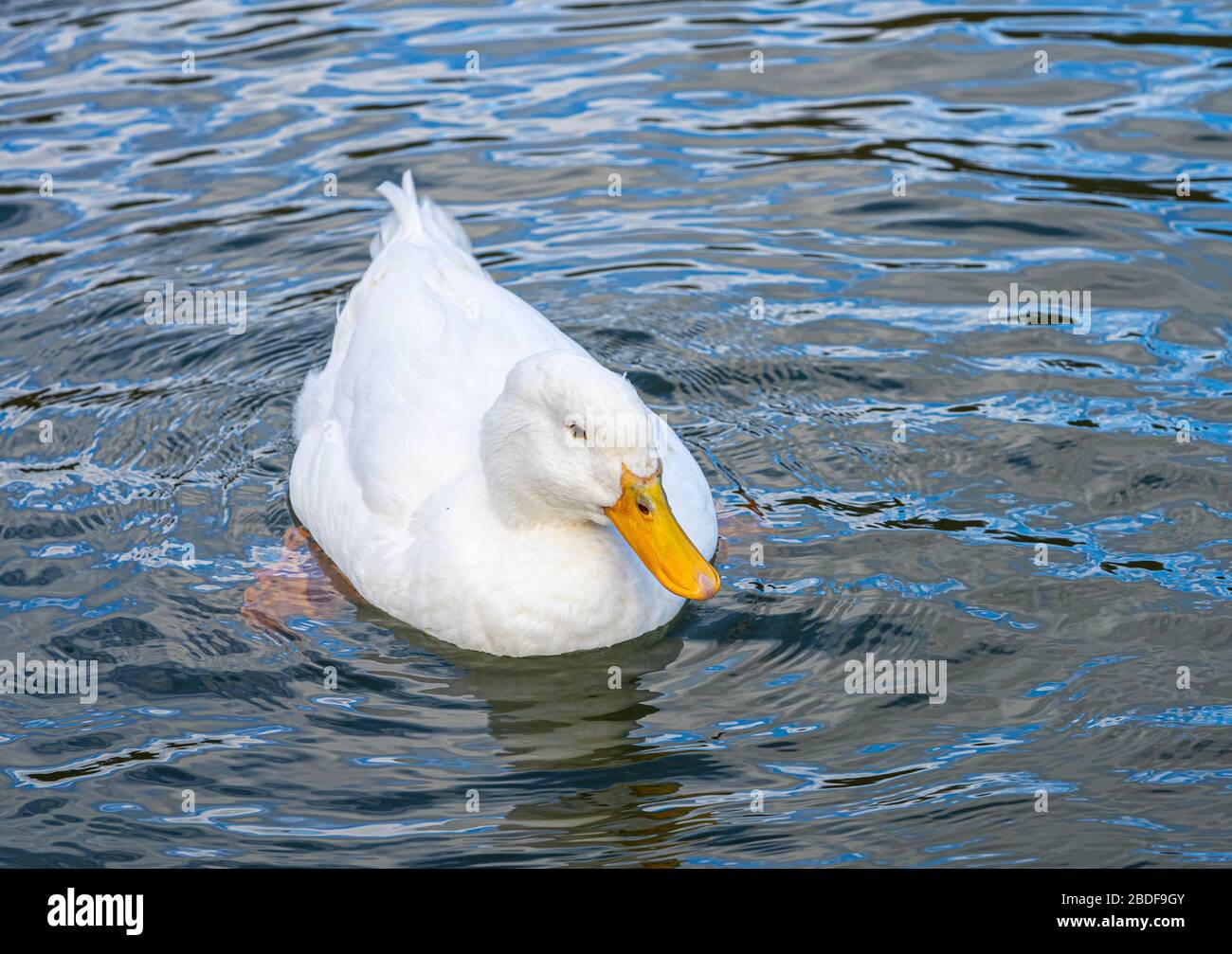Large white heavy American Aylesbury peking pekin ducks water level ...