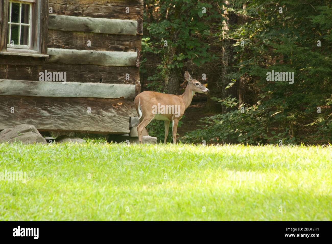 Deer park cabin hi-res stock photography and images - Alamy