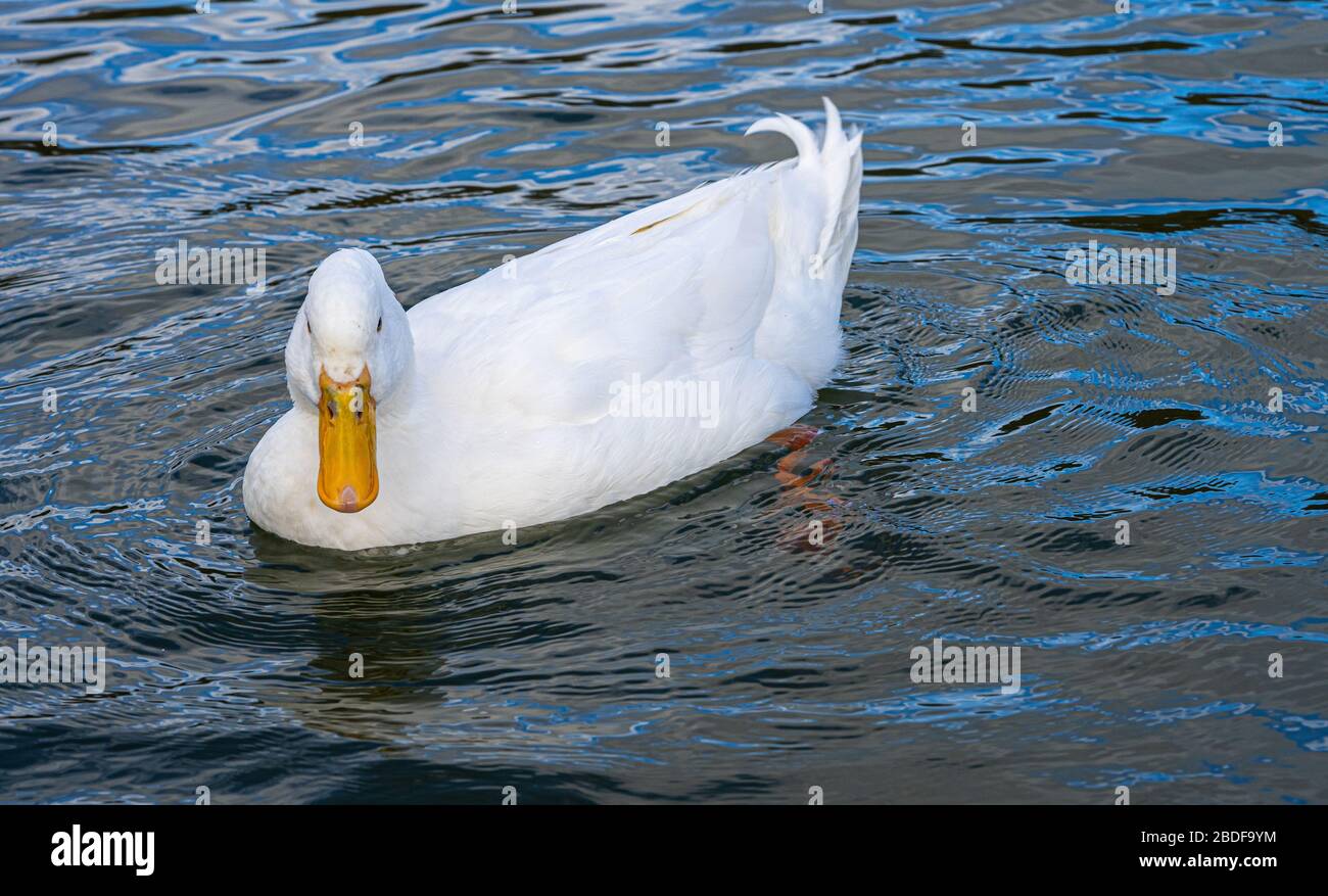 Large white heavy American Aylesbury peking pekin ducks water level ...