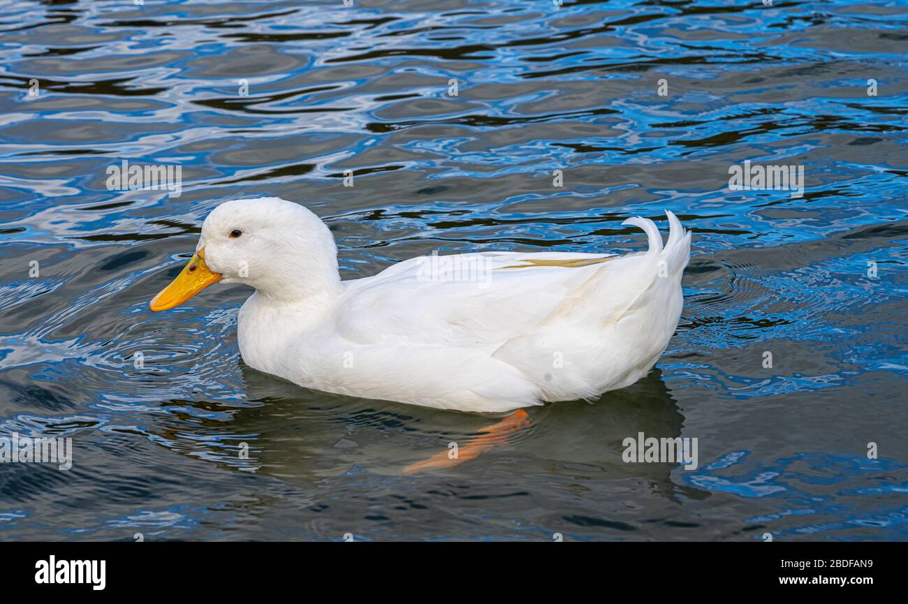 Large white heavy American Aylesbury peking pekin ducks water level ...