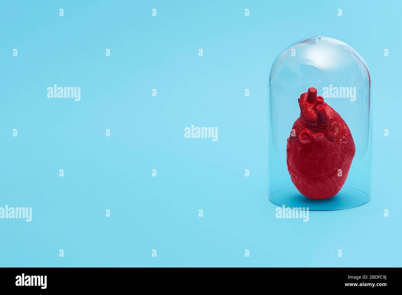 Human heart organ in quarantine under a glass cloche dome on a blue ...