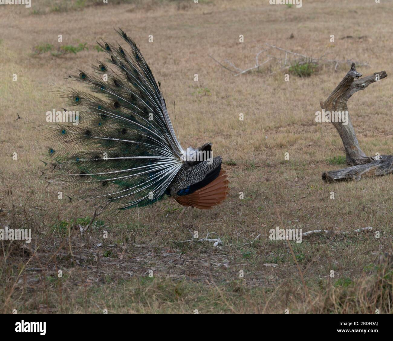 Male Peacock displaying his fan Stock Photo - Alamy
