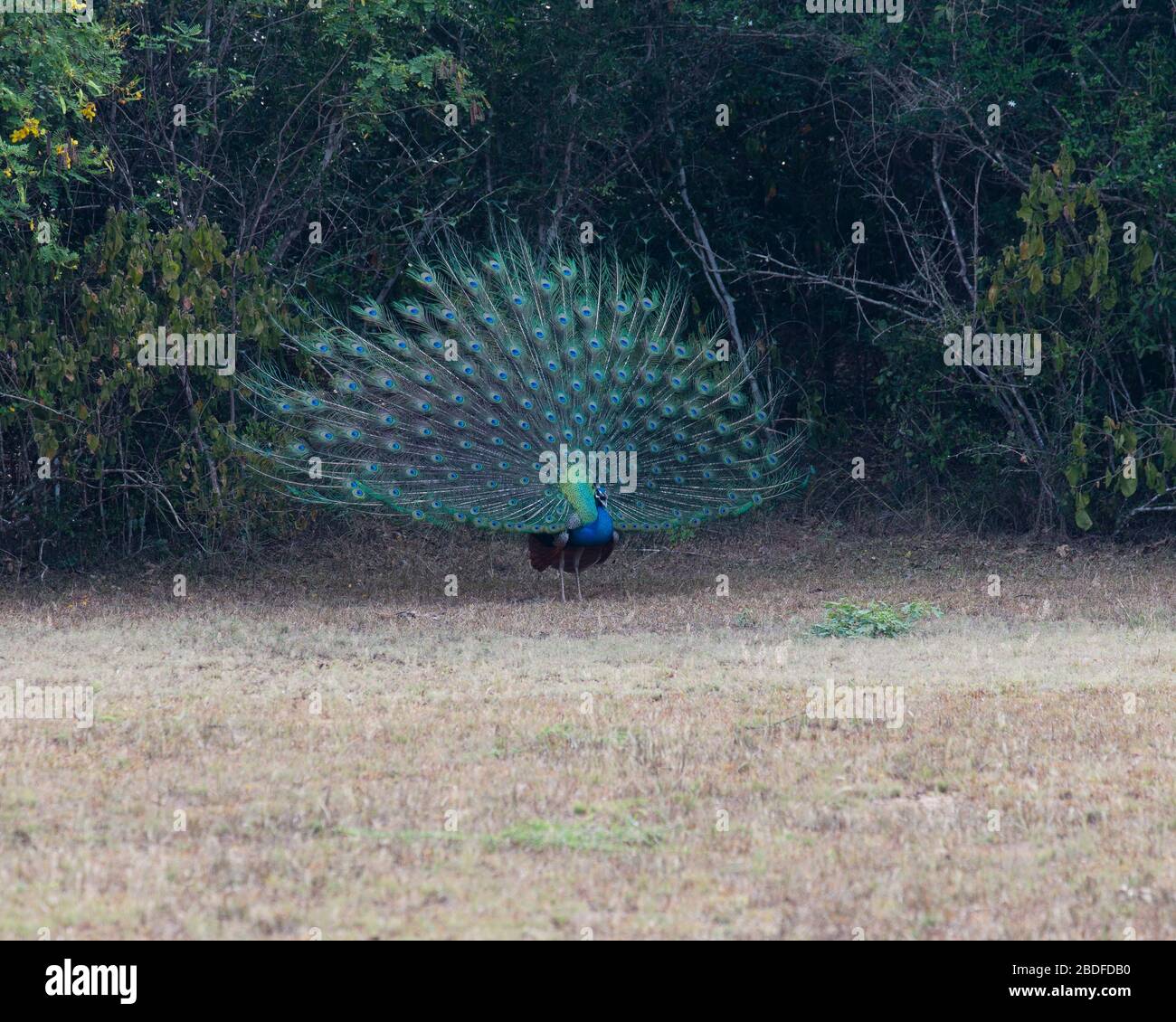 Male Peacock displaying his fan Stock Photo - Alamy