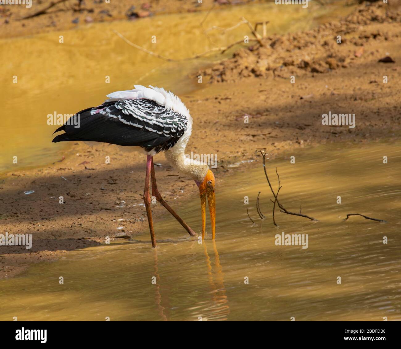 Painted stork sri lanka hi-res stock photography and images - Alamy