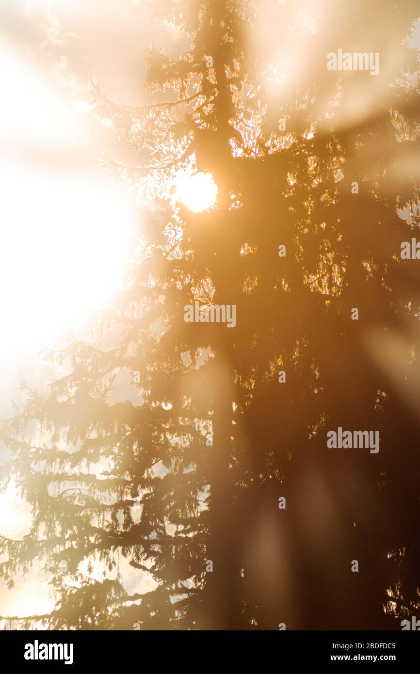 Strong orange sun shinning through the tree branches Stock Photo - Alamy