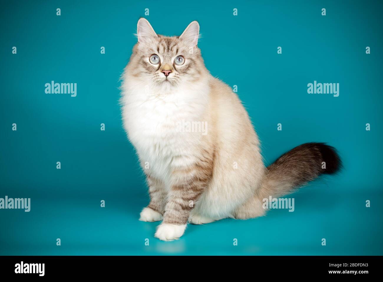 Neva masquerade point hi-res stock photography and images - Alamy