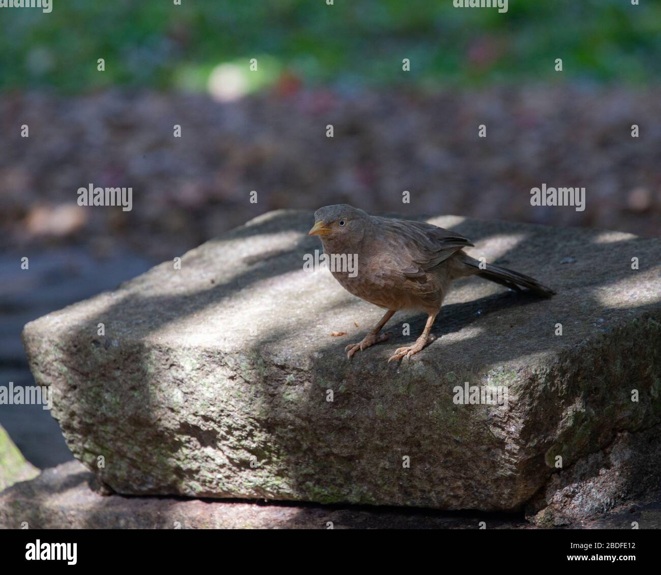 Yellow babbler hi-res stock photography and images - Alamy