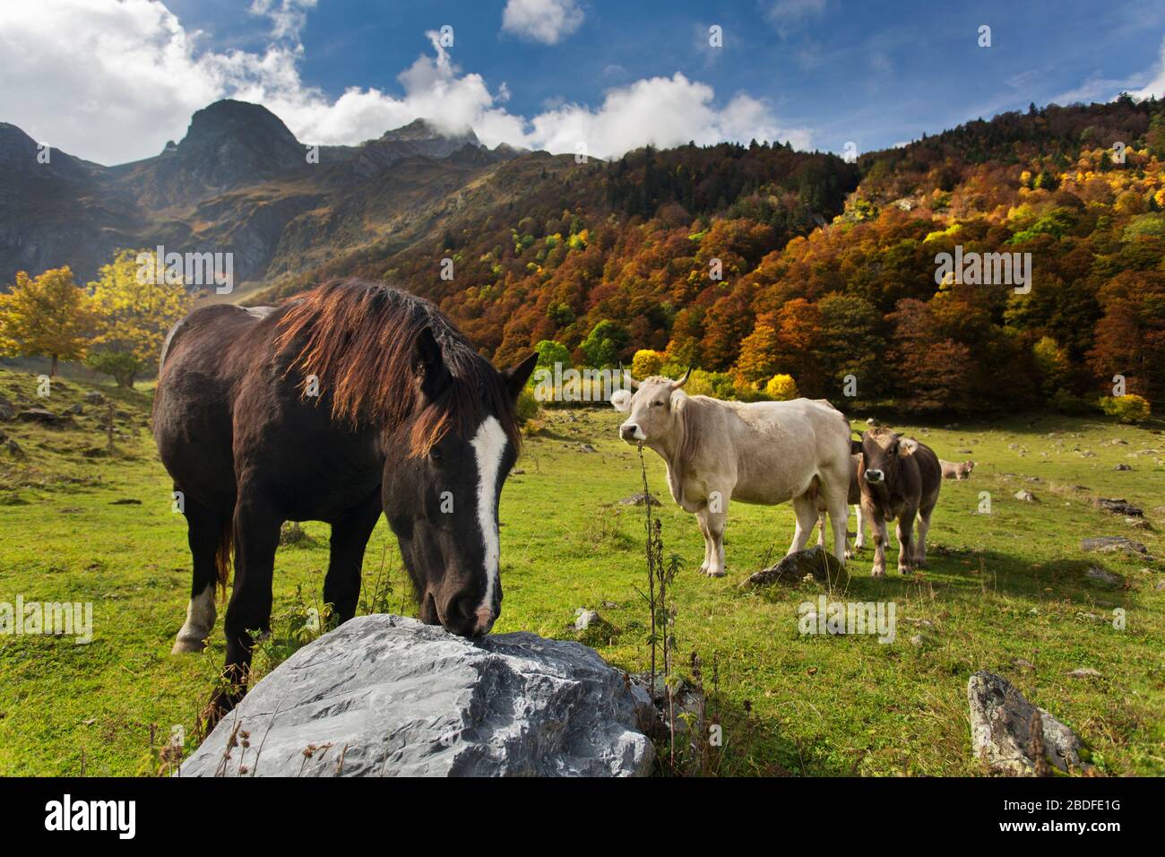 Catalonia landscape animals hi-res stock photography and images - Alamy