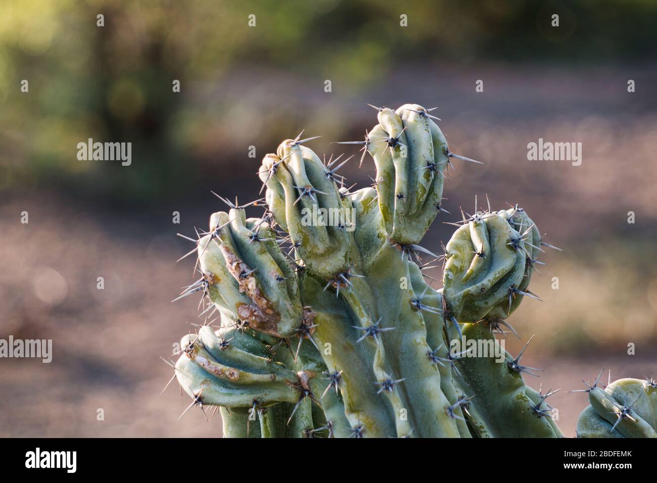 Closeup of a cactus sprouting new growth heads Stock Photo - Alamy