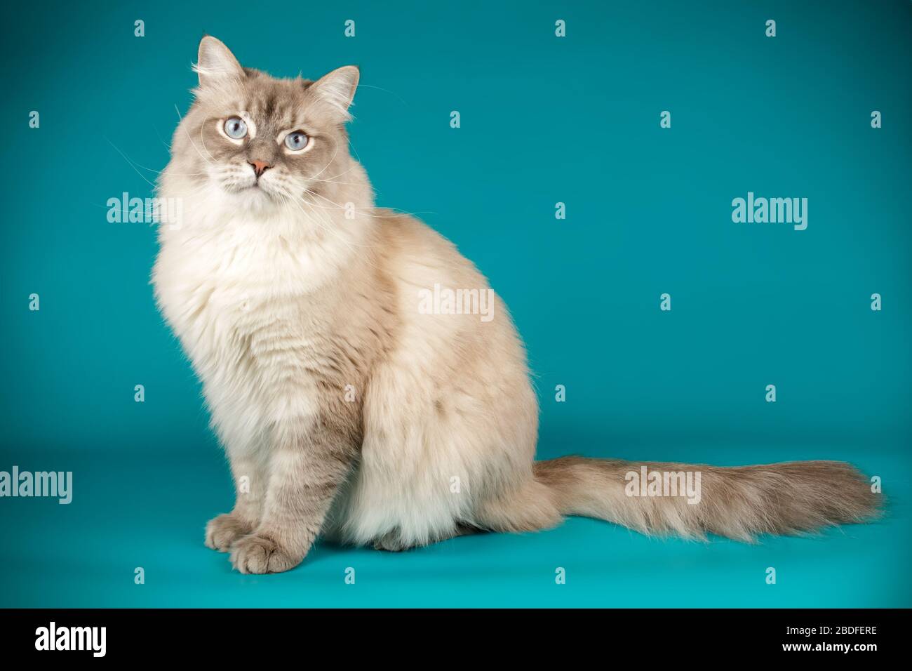 Neva masquerade point hi-res stock photography and images - Alamy