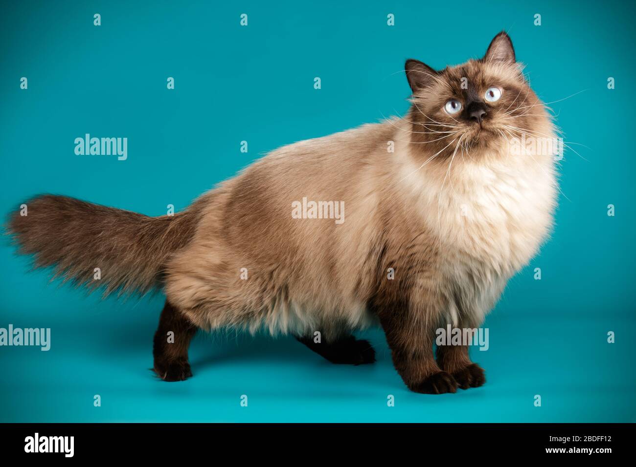 Neva masquerade point hi-res stock photography and images - Alamy