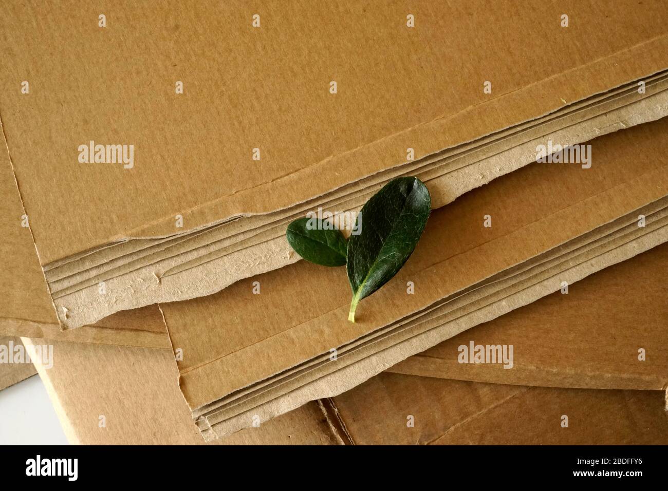Sheets of brown corrugated cardboard and green leaves. Stacked carton ...