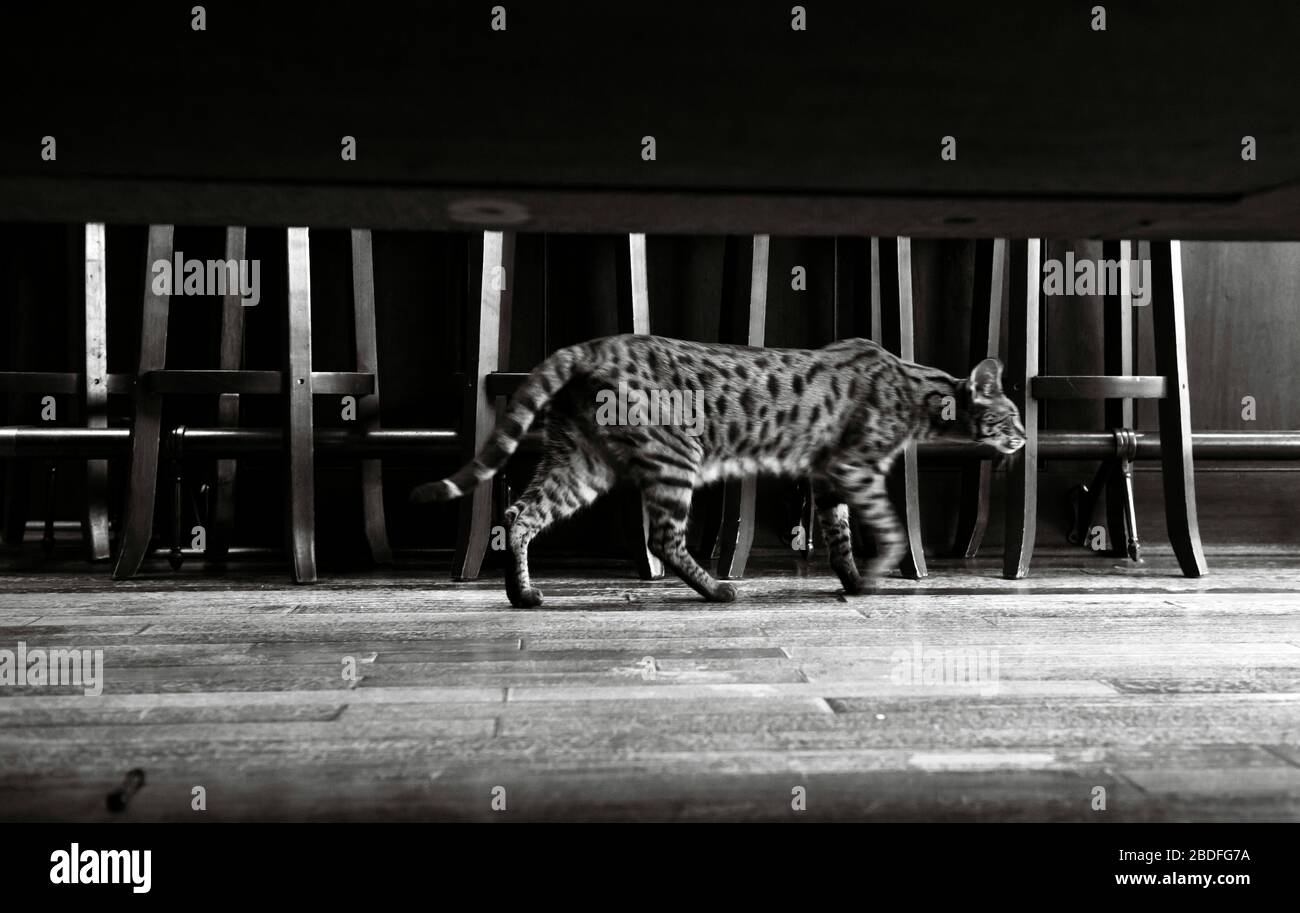 Large striking savannah cat strutting alongside some bar stools next to ...