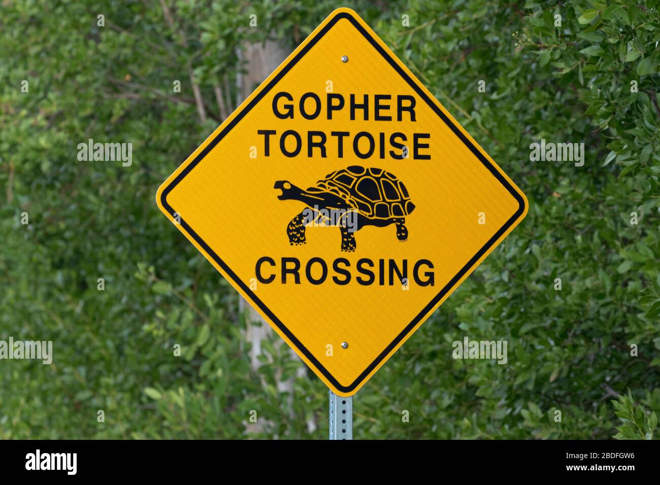 Caution indicated by Gopher Tortoise Crossing road sign in Florida at ...