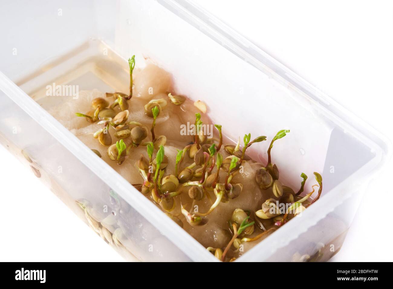 Lentils sprouting with cotton in plastic container isolated on white ...