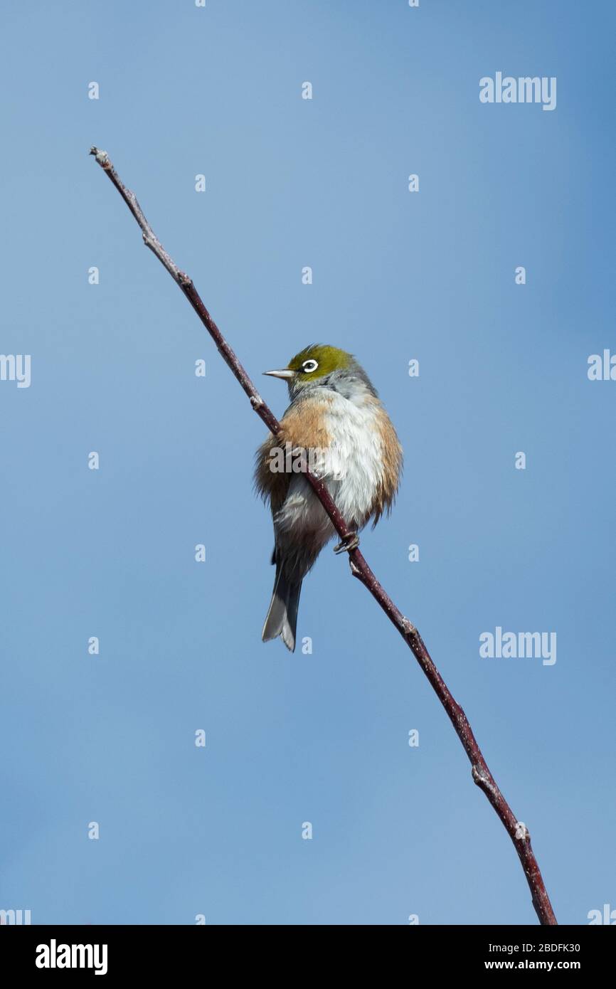 Silvereye, Zosterops lateralis, on branch, Lake Takepo, Mackenzie Basin ...