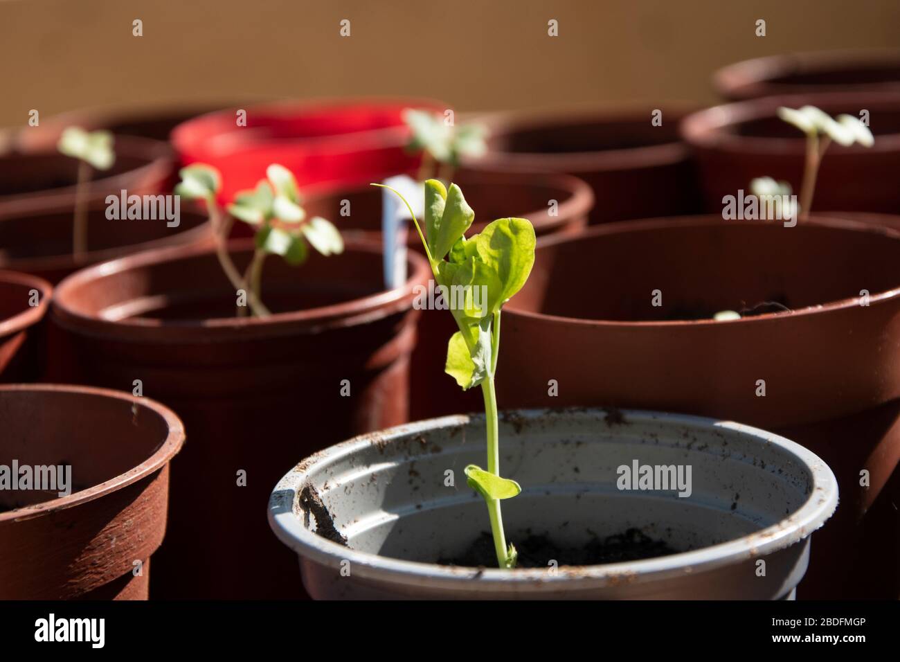 Seedling in pot hi-res stock photography and images - Alamy